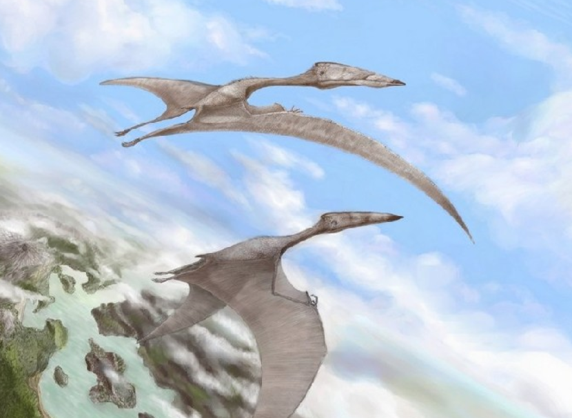 Zhejiangopterus — DinoDen