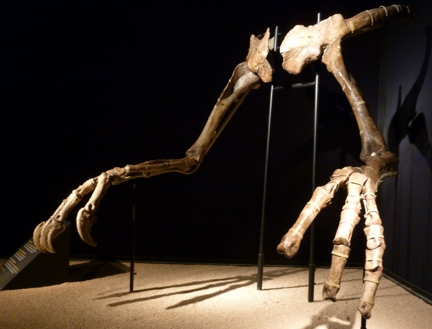 Deinocheirus — DinoDen