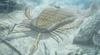 Jaekelopterus — DinoDen