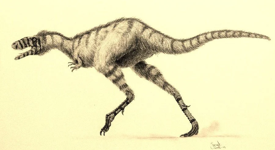 Raptorex — DinoDen