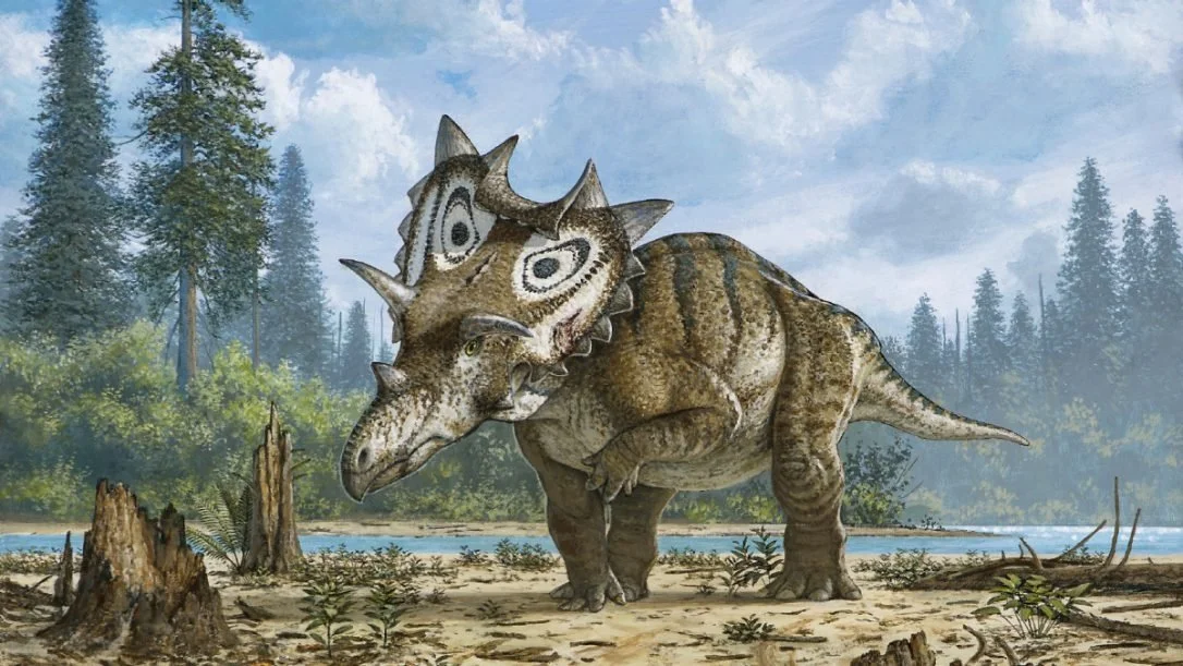 Judiceratops — DinoDen