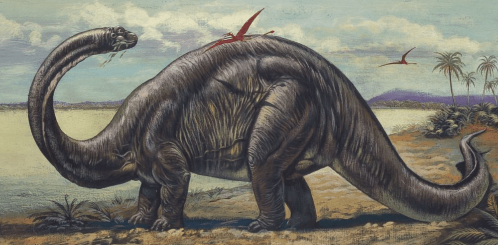 Brontosaurus — DinoDen