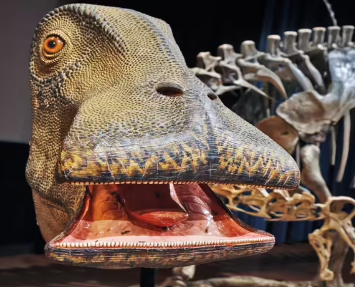 Most teeth — DinoDen