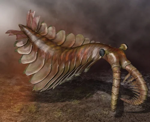 Anomalocaris — DinoDen