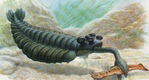 Opabinia — DinoDen