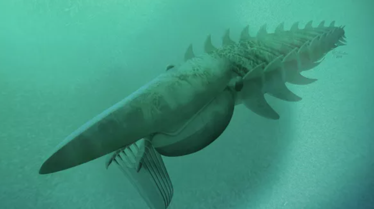 Aegirocassis — DinoDen