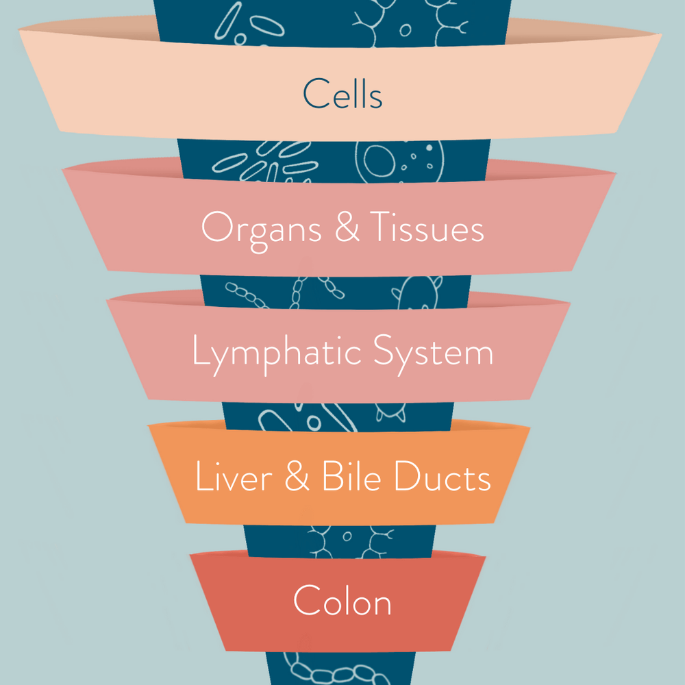 How to Open Your Drainage Pathways Before Detox — Gut Talk