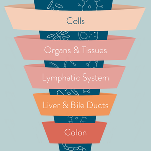 How to Open Your Drainage Pathways Before Detox — Gut Talk