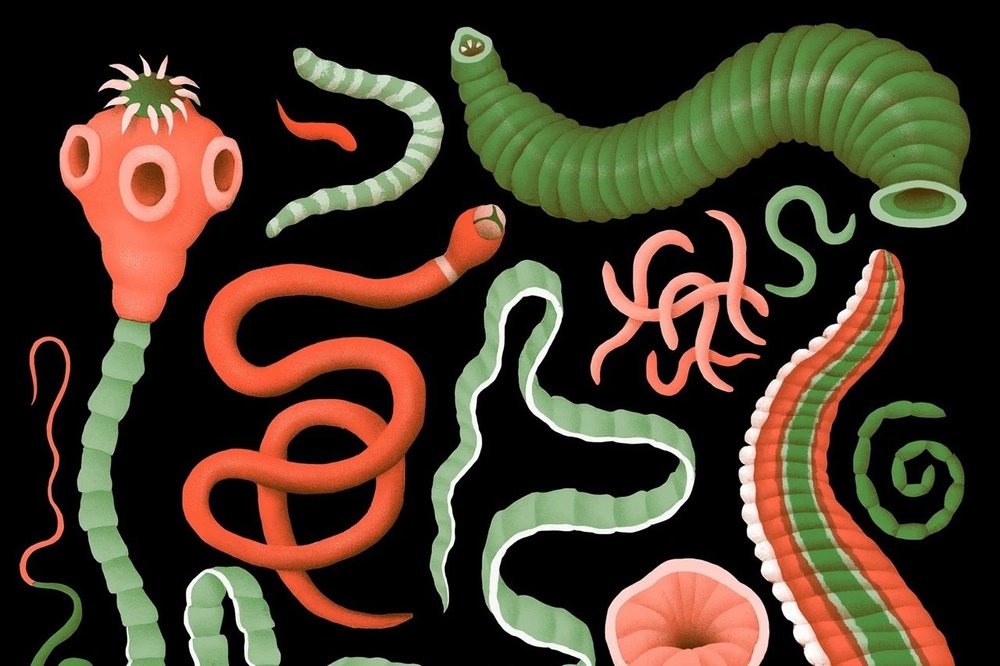 How to Detect Parasites: Beyond Basic Stool Tests — Gut Talk