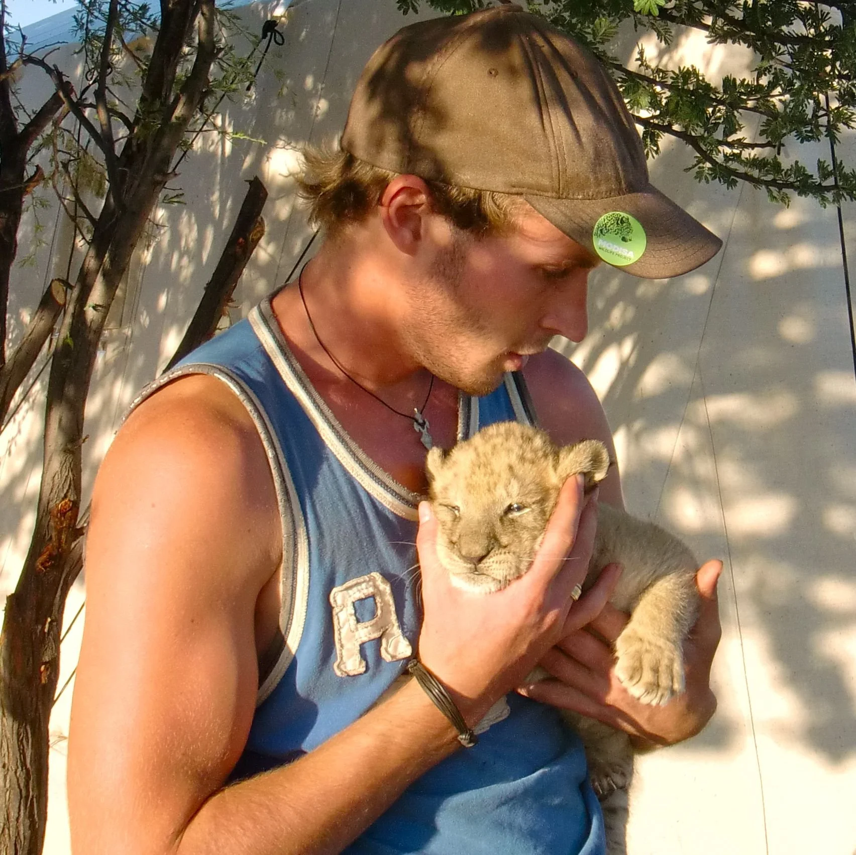 Sirga the lioness who lived — Modisa Wildlife Project