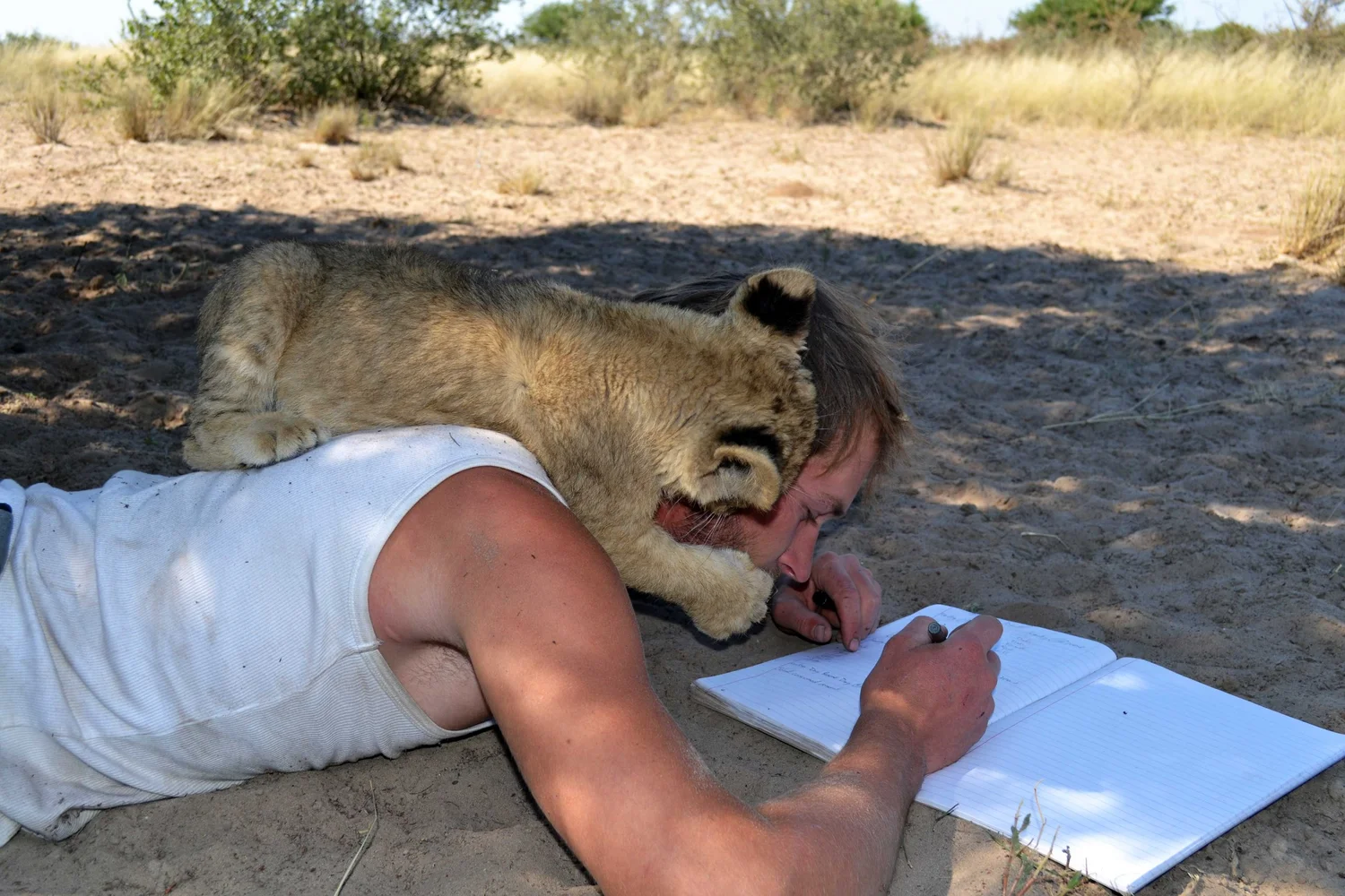 Sirga the lioness who lived — Modisa Wildlife Project