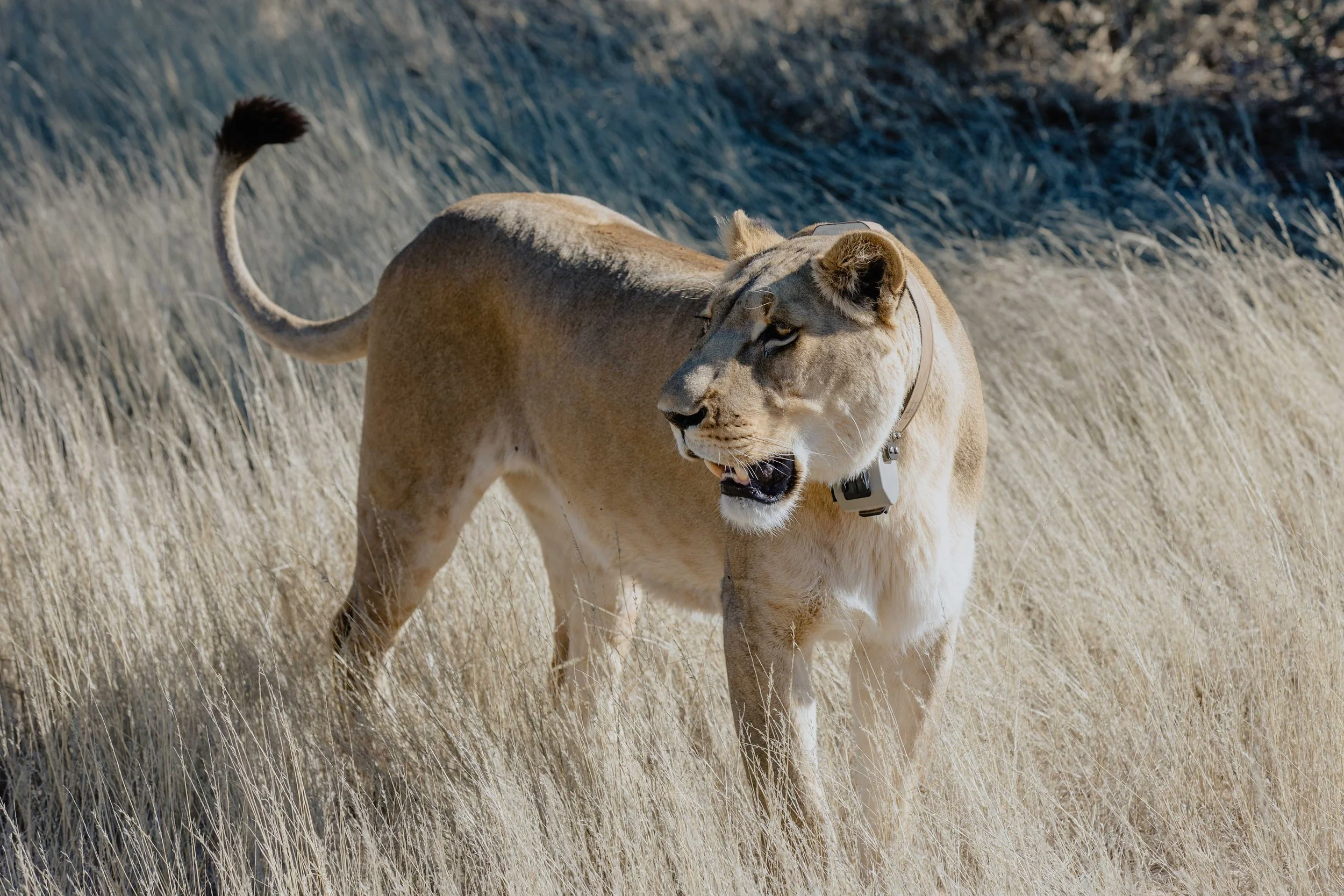 Sirga the lioness who lived — Modisa Wildlife Project