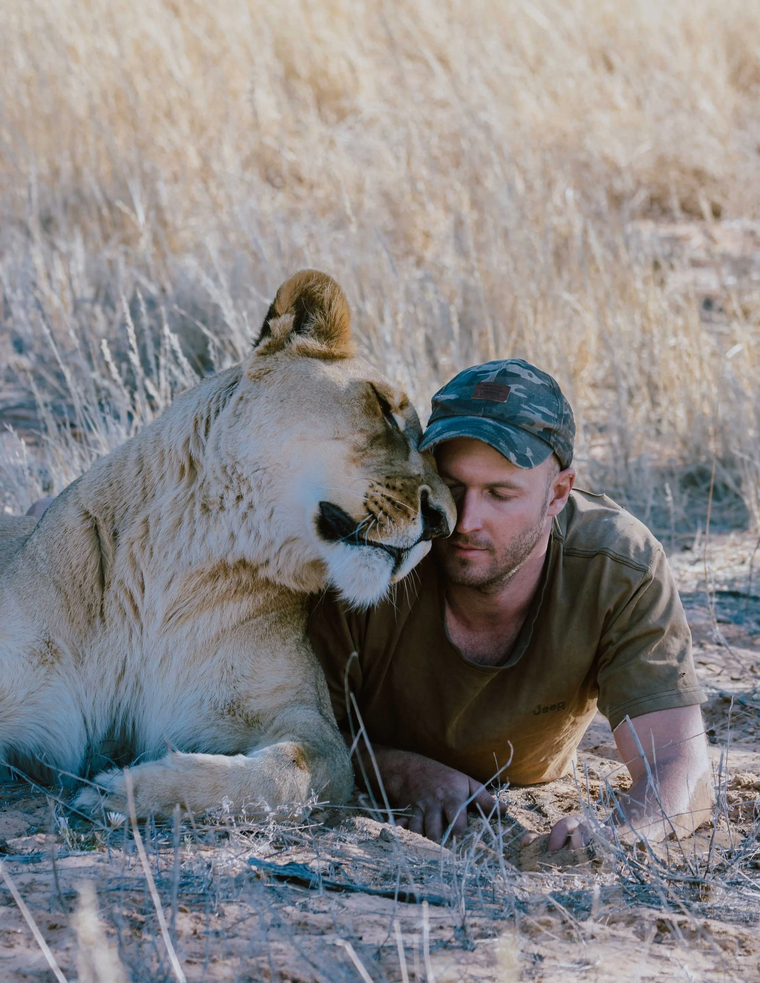 Sirga the lioness who lived — Modisa Wildlife Project