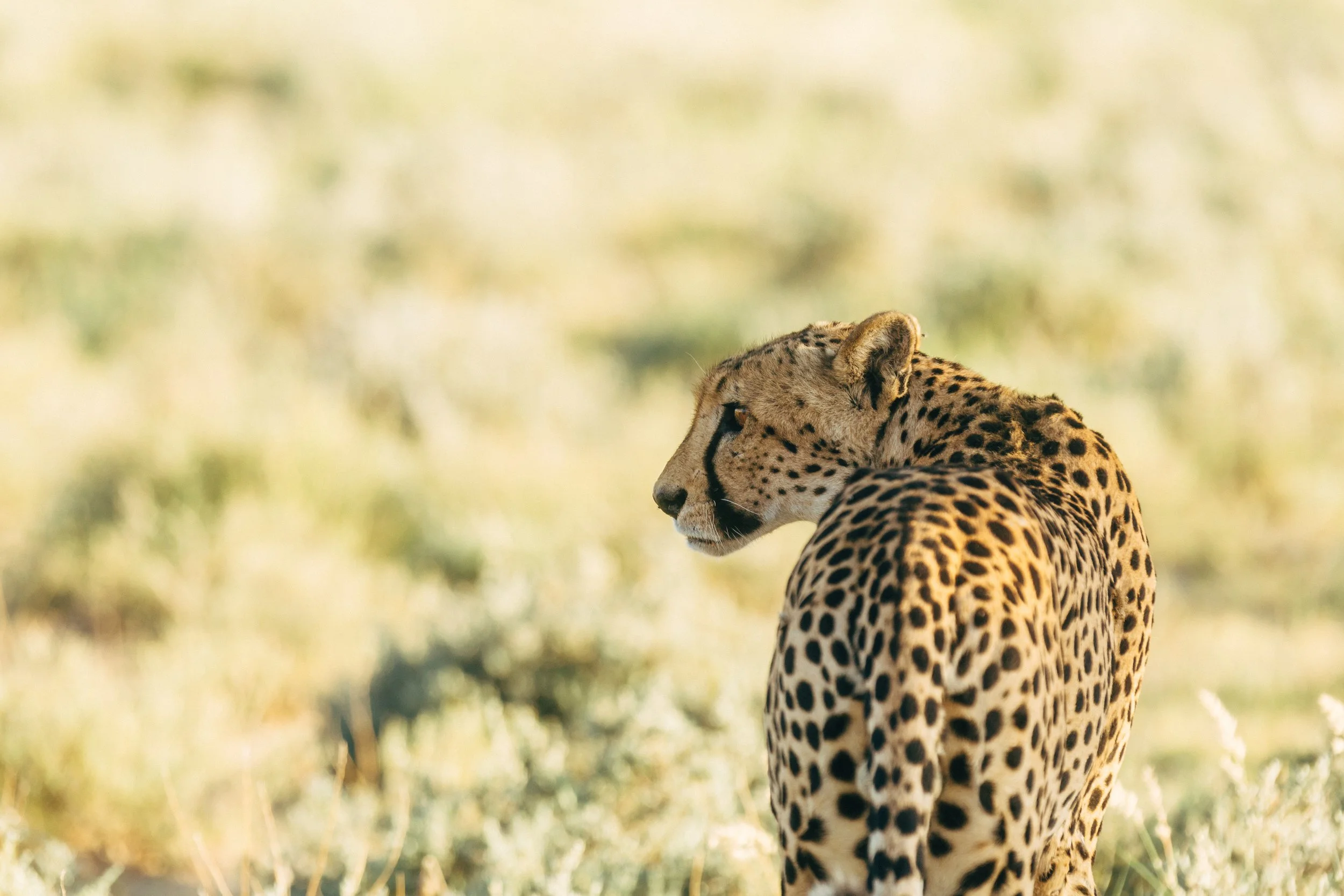 Modisa Wildlife Project