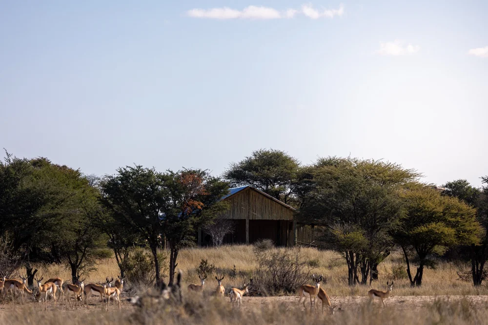 Modisa Wildlife Project