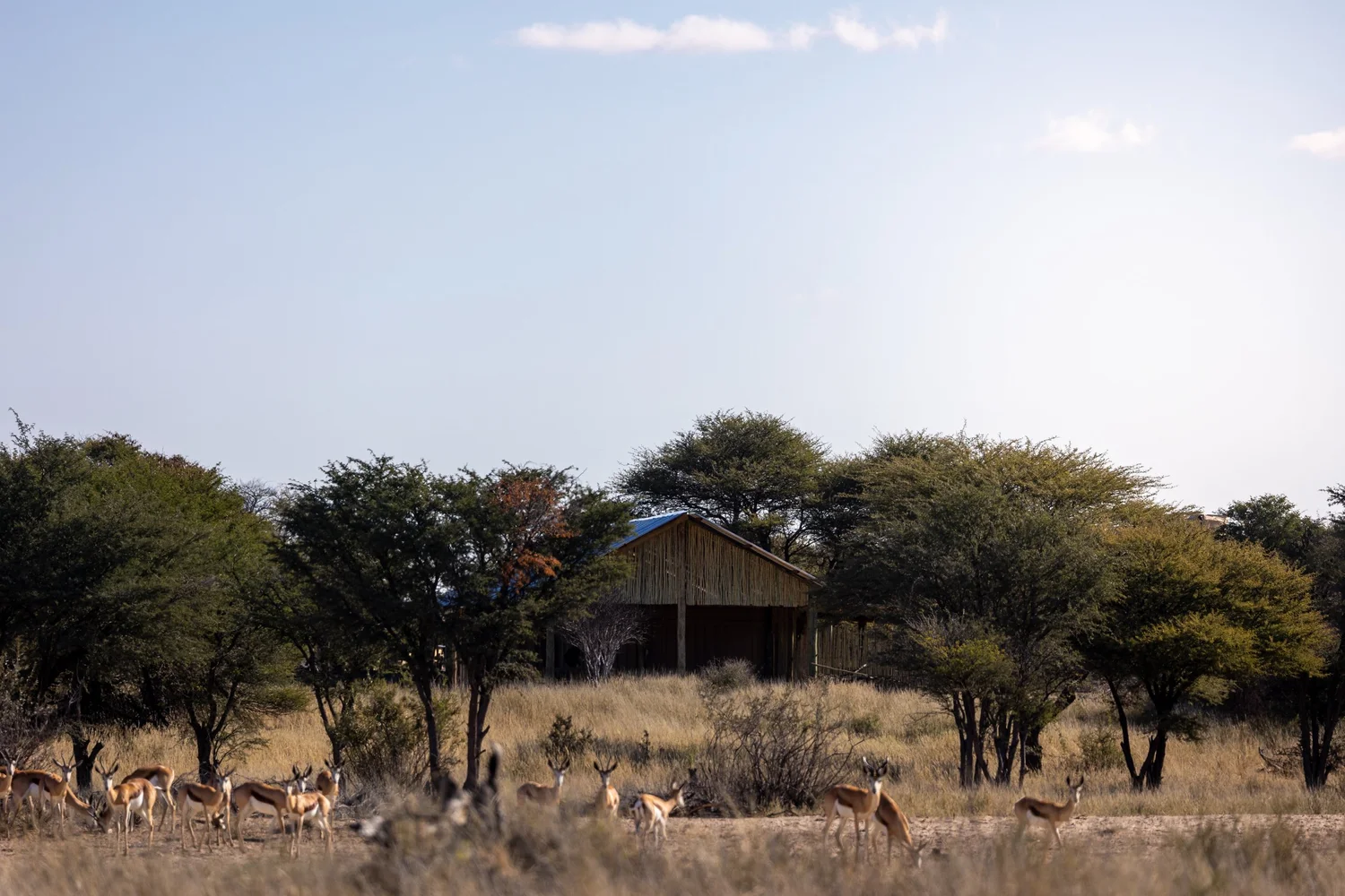 Modisa Wildlife Project