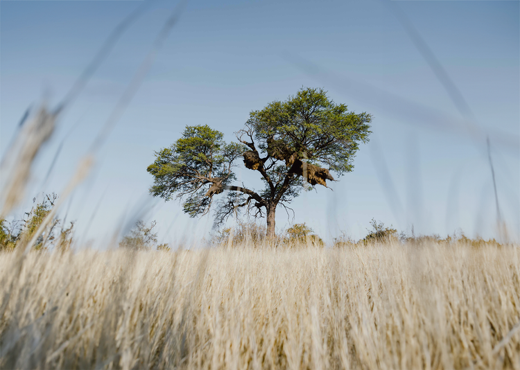 Modisa Wildlife Project