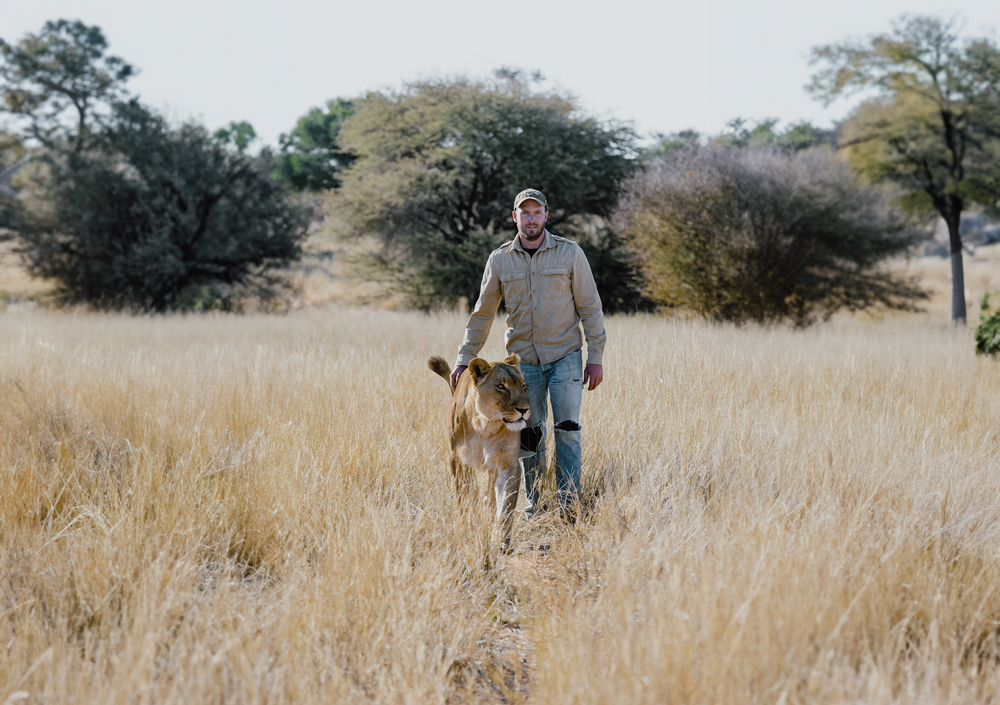 Sirga the lioness who lived — Modisa Wildlife Project