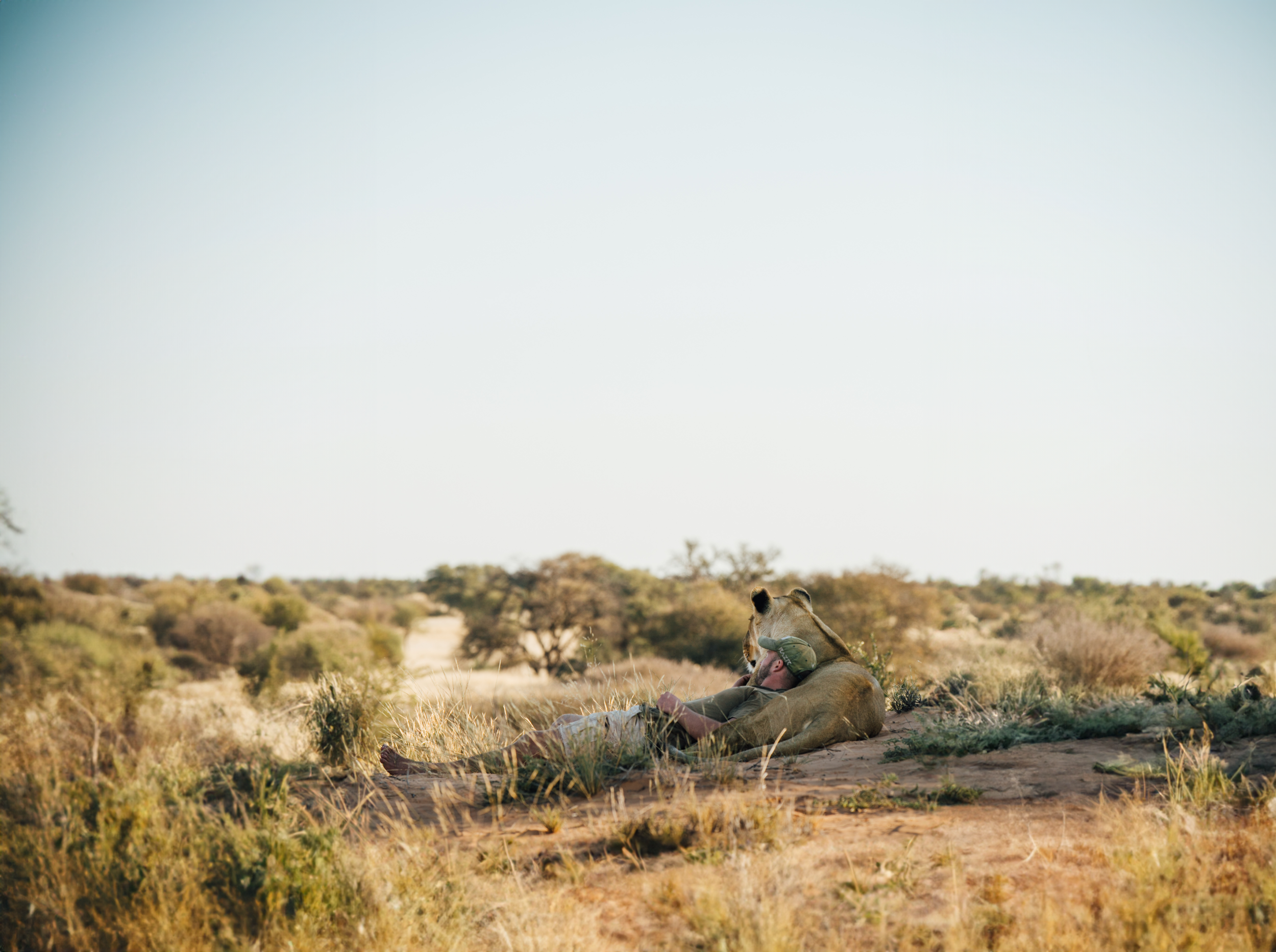 Sirga the lioness who lived — Modisa Wildlife Project