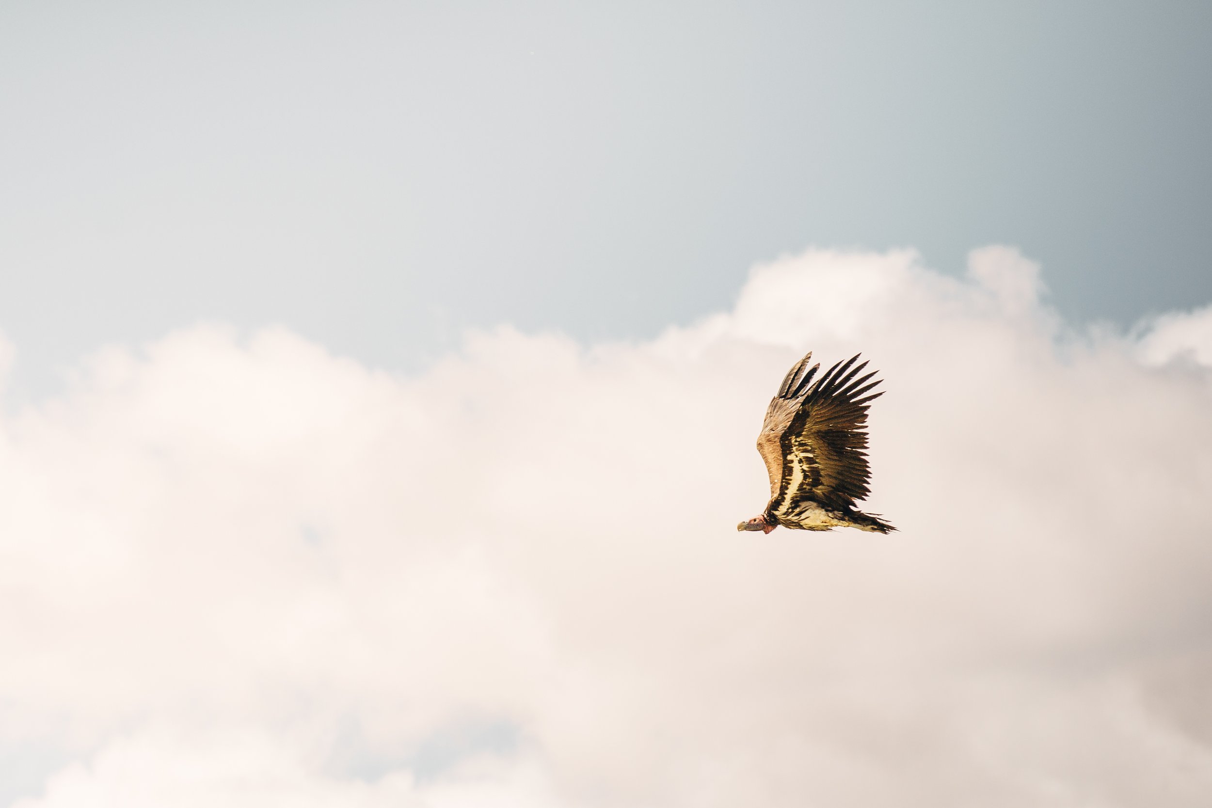 Modisa Wildlife Project