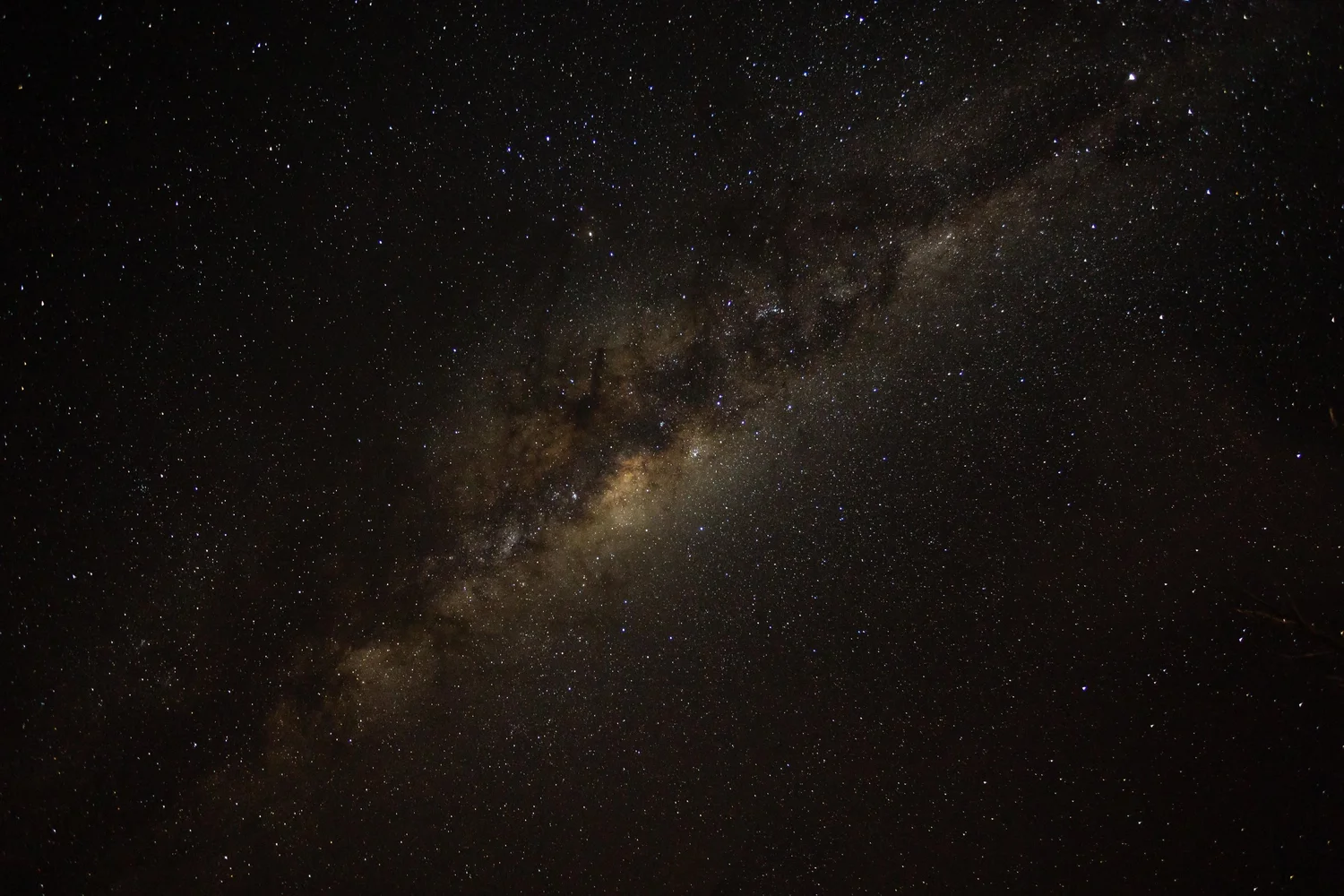 Modisa Wildlife Project