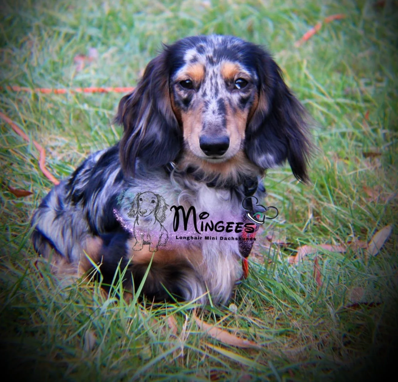 About 1 — Mingee's Longhair Mini Dachshunds & Dream Catcher's Dachshunds