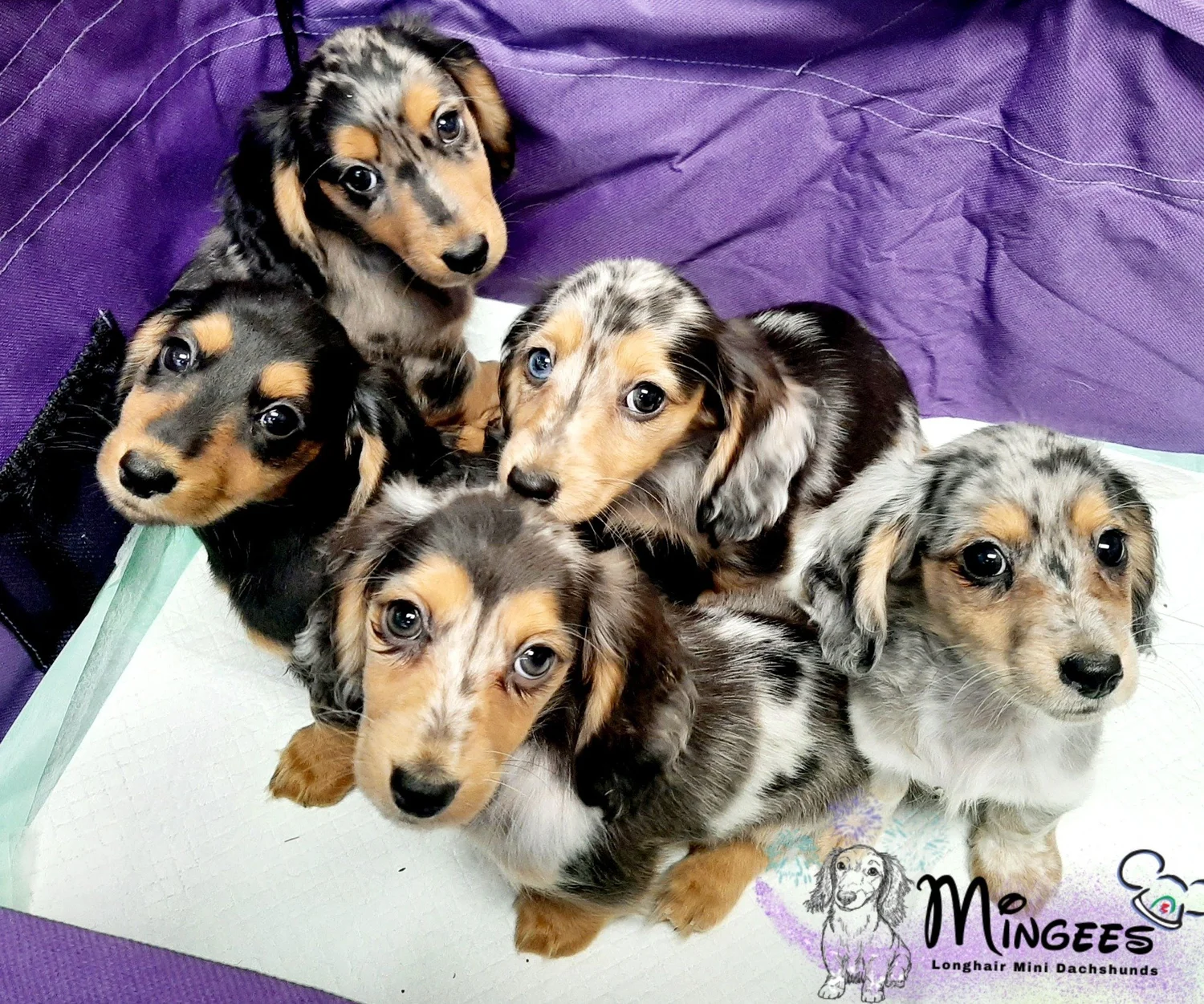 Services — Mingee's Longhair Mini Dachshunds & Dream Catcher's Dachshunds
