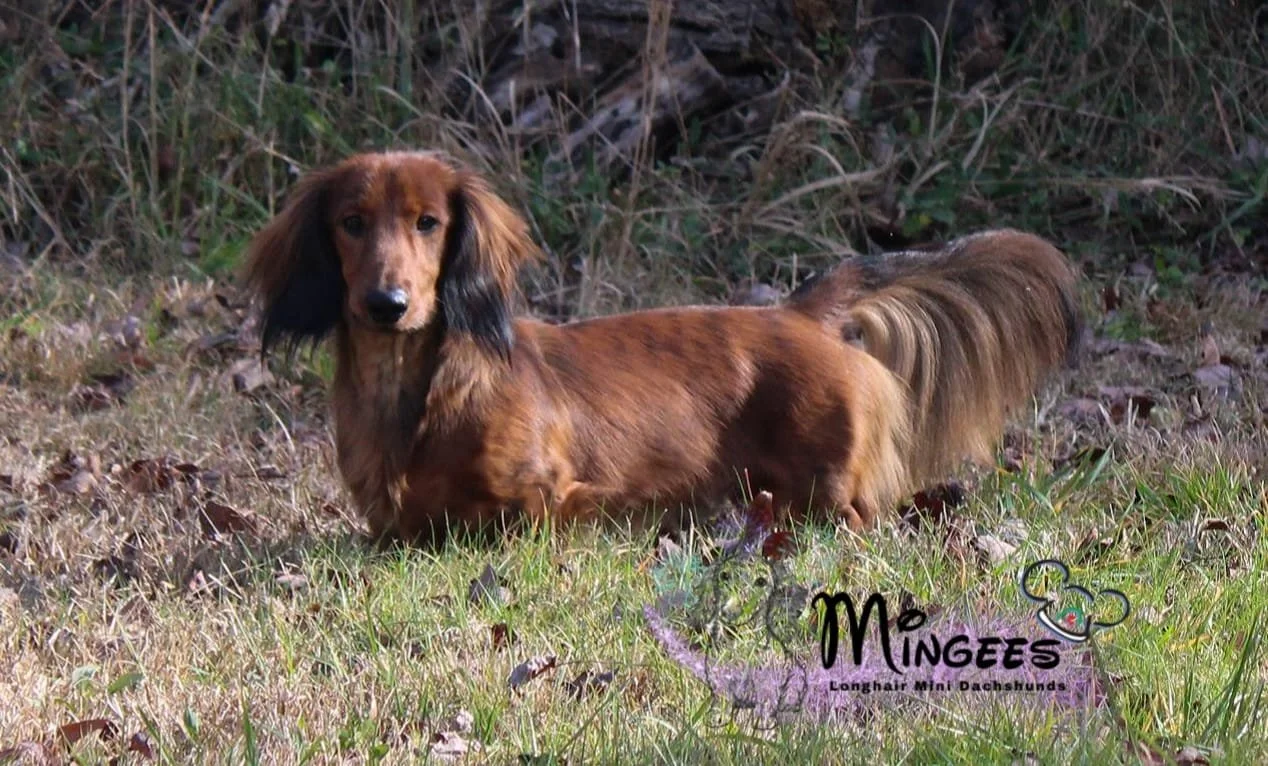 About — Mingee's Longhair Mini Dachshunds & Dream Catcher's Dachshunds