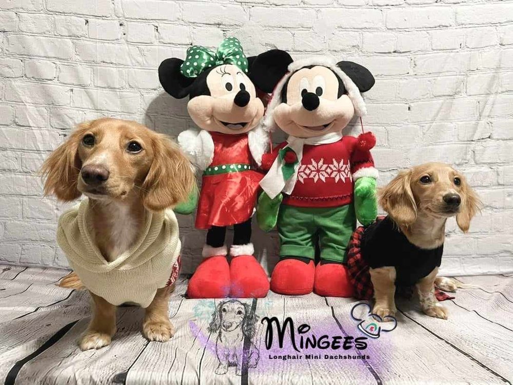 Services — Mingee's Longhair Mini Dachshunds & Dream Catcher's Dachshunds