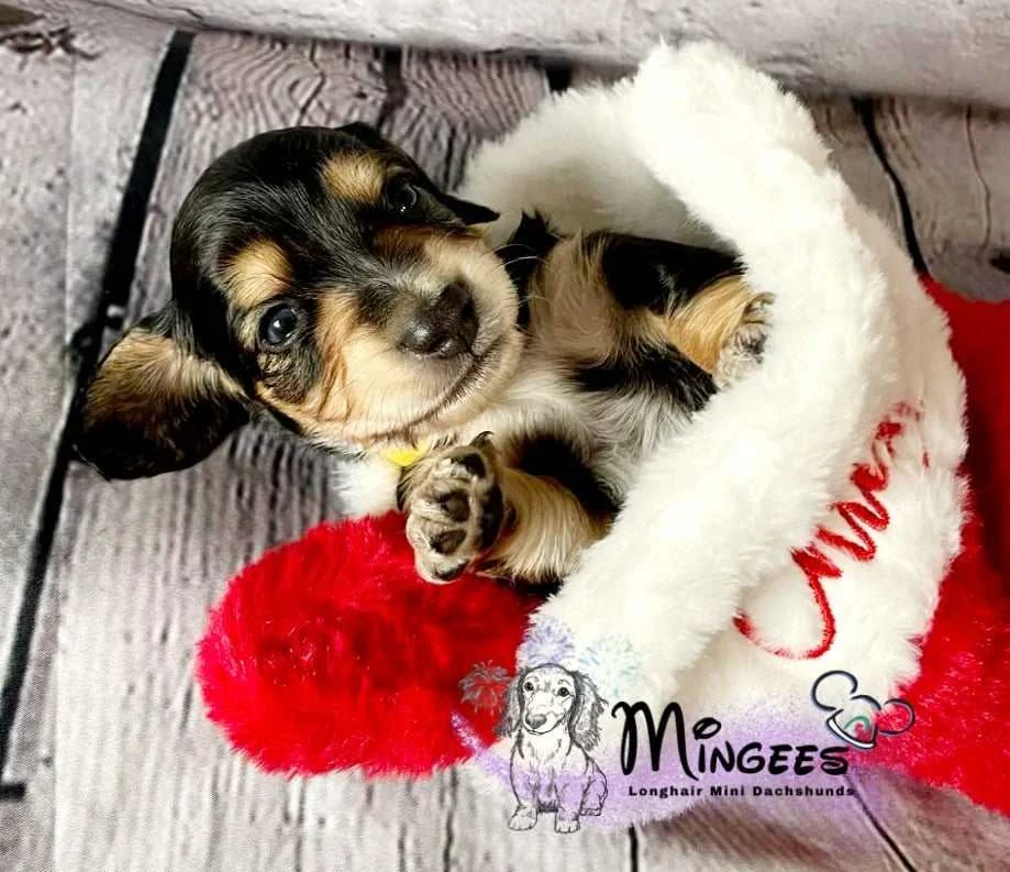 Services — Mingee's Longhair Mini Dachshunds & Dream Catcher's Dachshunds