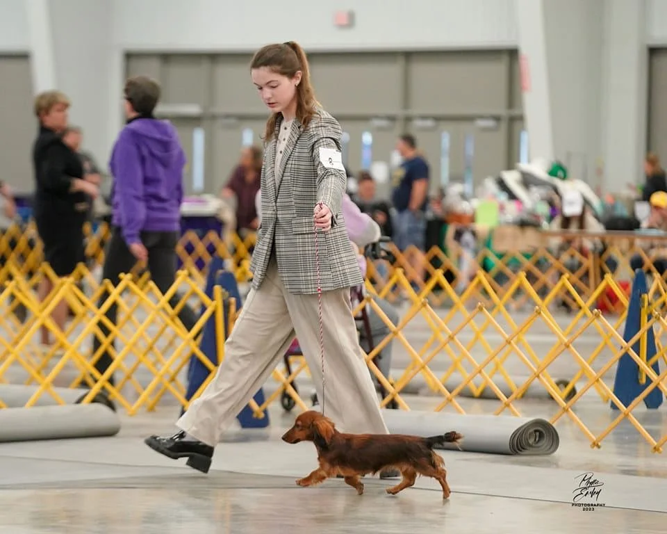 About — Mingee's Longhair Mini Dachshunds & Dream Catcher's Dachshunds