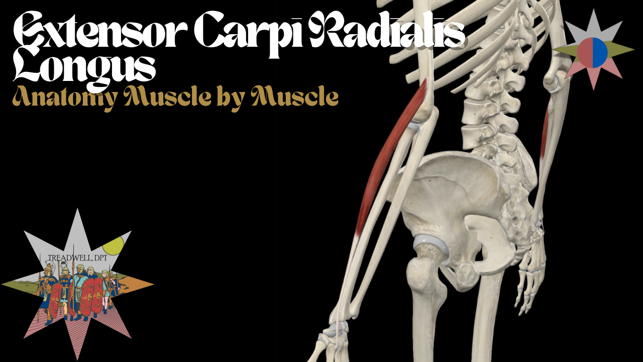 Extensor Carpi Radialis Longus (ECRL) Anatomy | Treadwell DPT ...