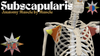 Subscapularis Muscle Anatomy Breakdown | Origin, Insertion, Function ...