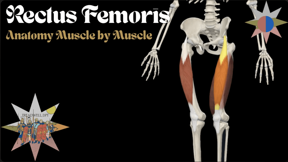 Rectus Femoris Anatomy Breakdown | Treadwell, DPT — Treadwell, DPT