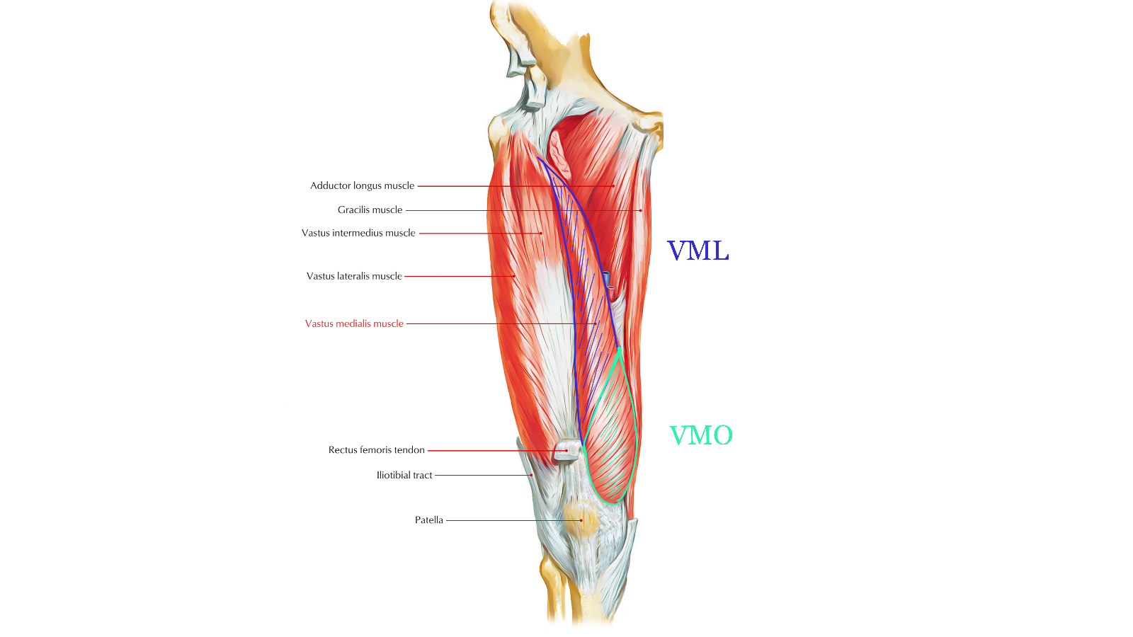 Vastus Medialis Anatomy Breakdown | Treadwell, DPT — Treadwell, DPT