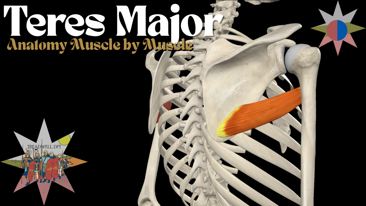Teres Major Muscle Anatomy Breakdown | Origin, Insertion, Function ...