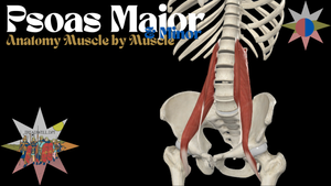 Psoas Major & Psoas Minor Anatomy Breakdown | Treadwell, DPT ...