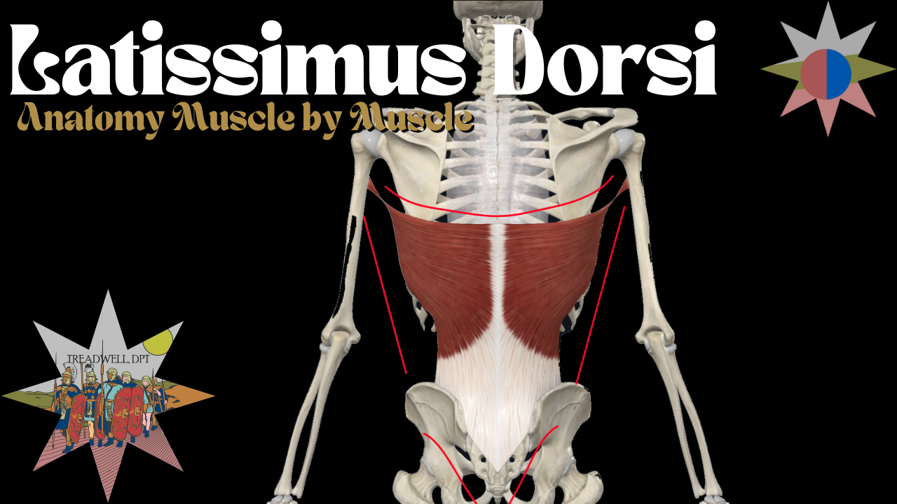 Latissimus Dorsi Muscle Anatomy Breakdown | Origin, Insertion, Function ...