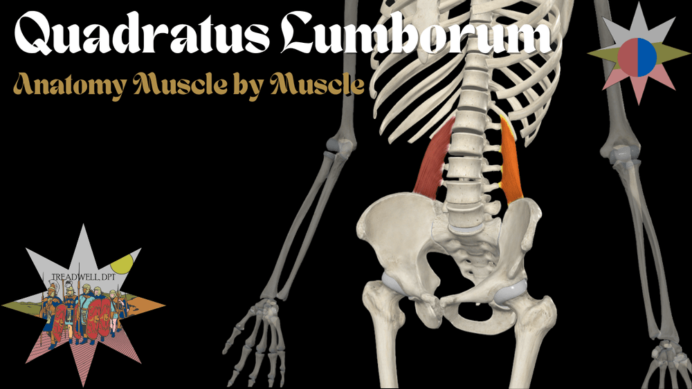 Quadratus Lumborum Anatomy Breakdown | Treadwell, DPT — Treadwell, DPT