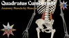 Quadratus Lumborum Anatomy Breakdown | Treadwell, DPT — Treadwell, DPT