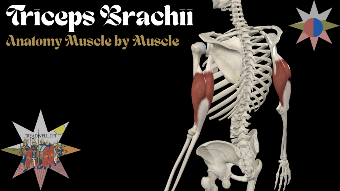 Triceps Brachii Anatomy Breakdown | Treadwell, DPT — Treadwell, DPT