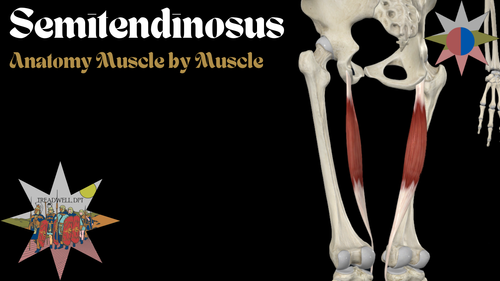 Semitendinosus Anatomy Breakdown | Treadwell, DPT — Treadwell, DPT