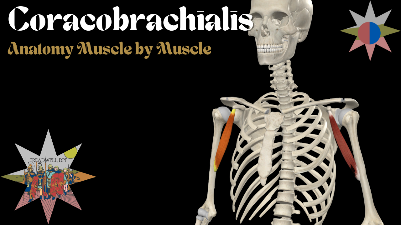 Coracobrachialis Anatomy Breakdown | Treadwell, DPT — Treadwell, DPT