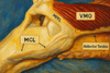 Vastus Medialis Anatomy Breakdown | Treadwell, DPT — Treadwell, DPT