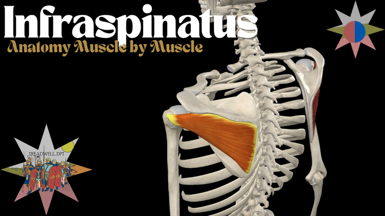 Infraspinatus Muscle Anatomy Breakdown | Origin, Insertion, Function ...