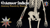 Extensor Indicis Anatomy – Function, Injury & Clinical Breakdown ...