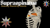 Supraspinatus Muscle Anatomy Breakdown | Origin, Insertion, Function ...