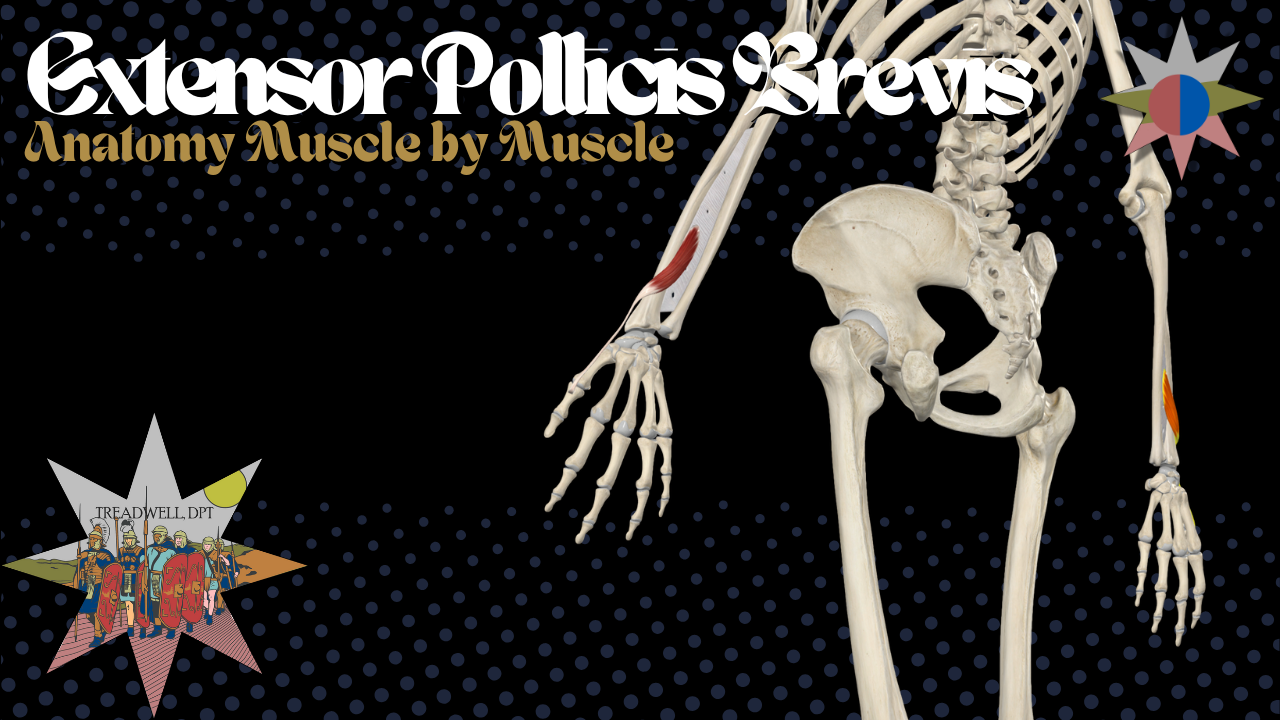 Extensor Pollicis Brevis Anatomy: Function & Thumb Pain | Treadwell DPT ...