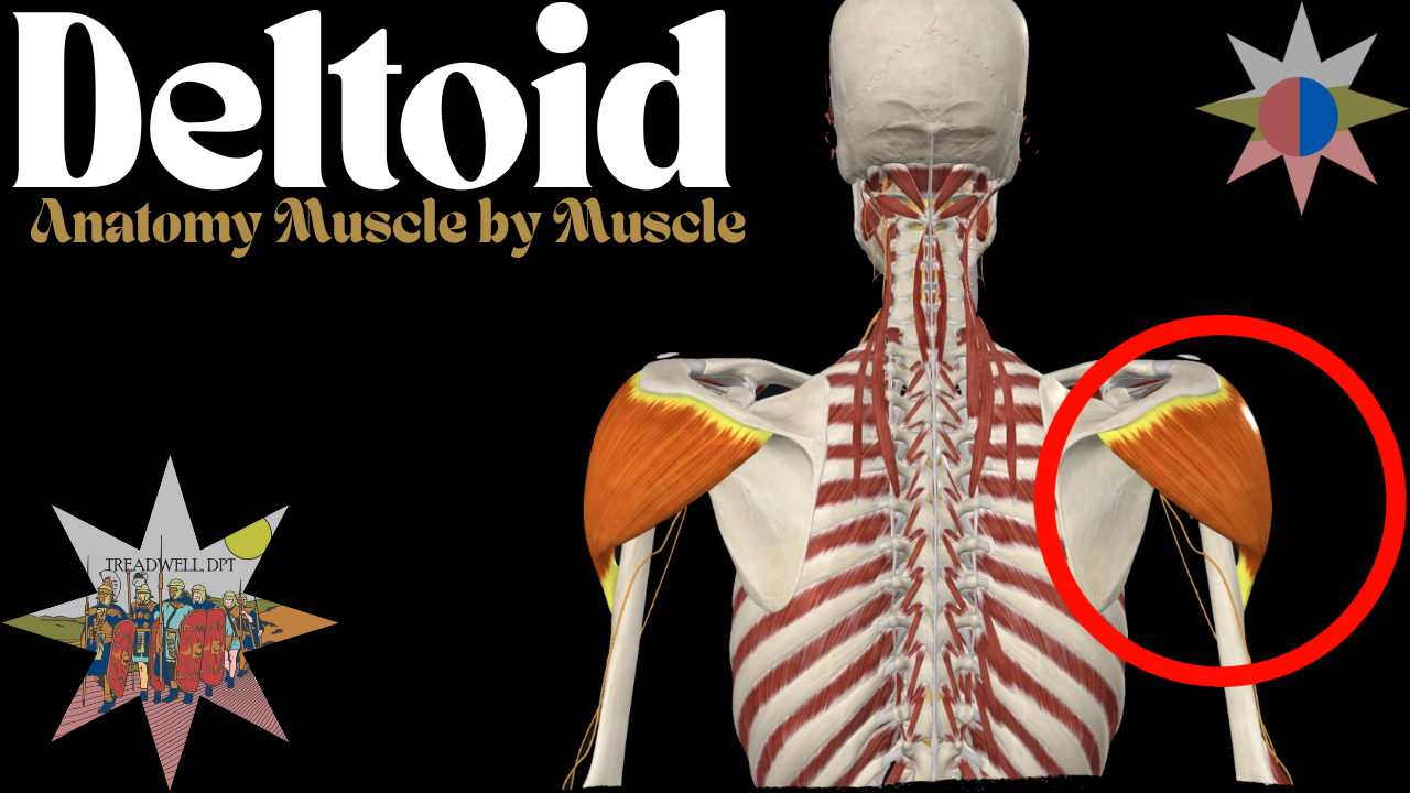 Deltoid Muscle Anatomy Breakdown | Origin, Insertion, Function ...