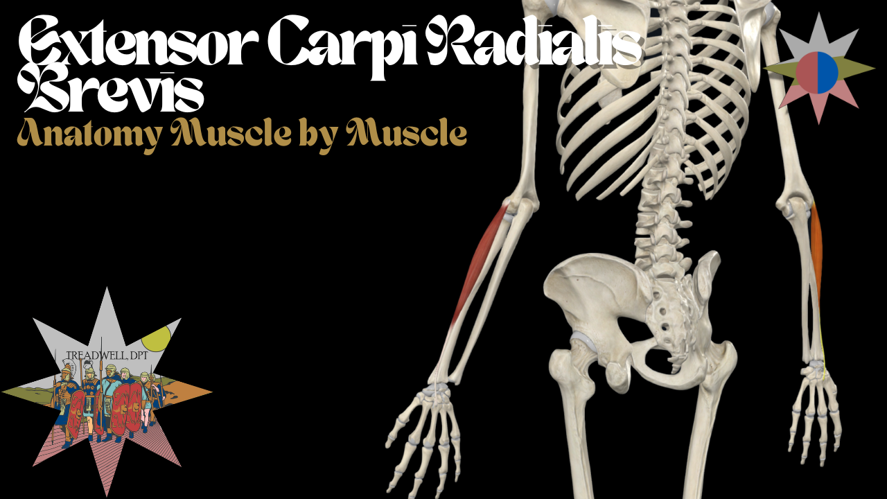 Extensor Carpi Radialis Brevis (ECRB) | Anatomy, Function & Tennis ...